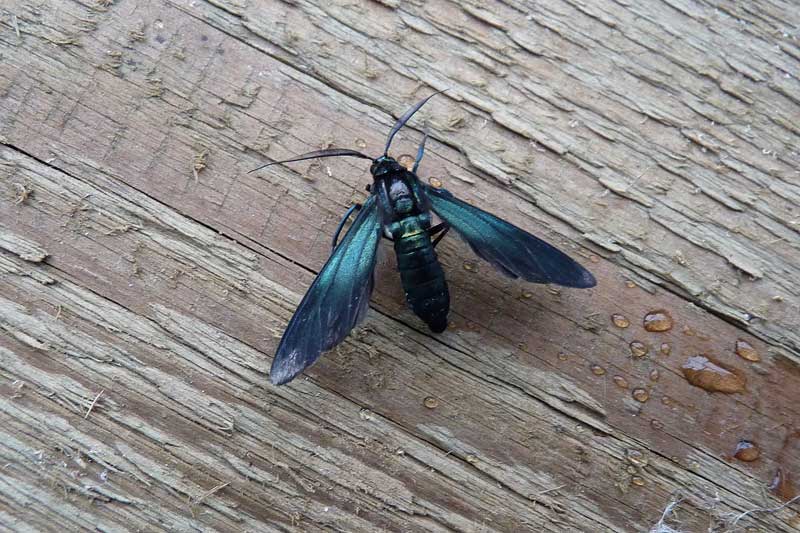 Moth Photo Gallery | Northumberland Moths