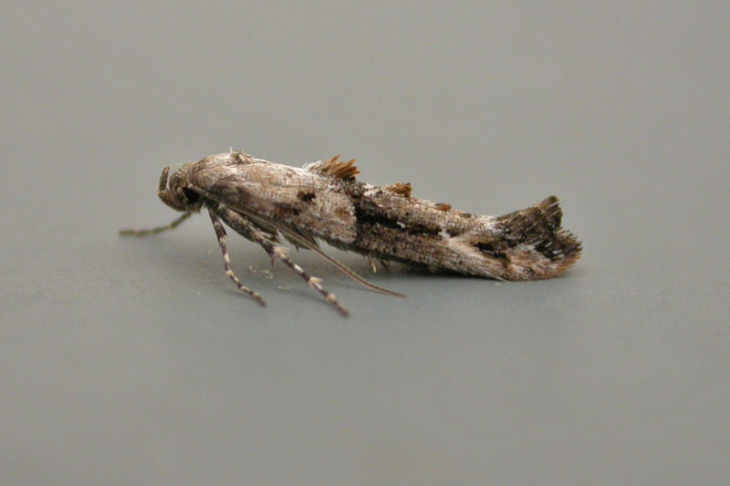 Moth Photo Gallery | Northumberland Moths