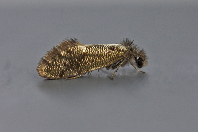 Moth Photo Gallery | Northumberland Moths