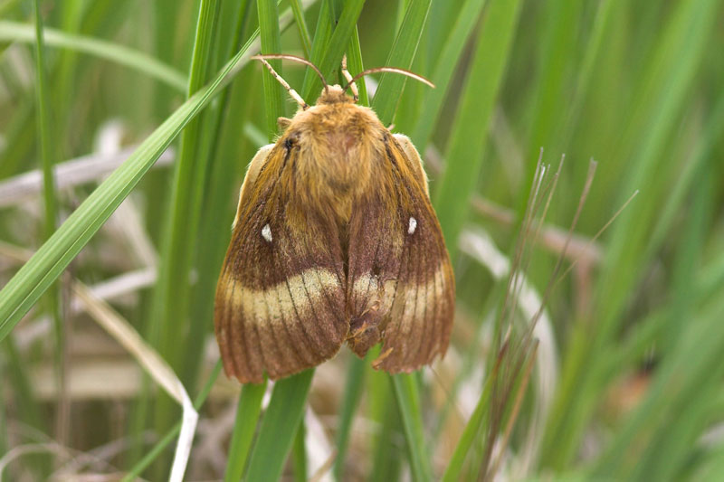 Moth Photo Gallery | Northumberland Moths