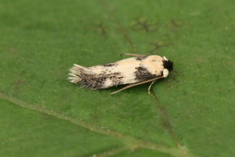 Moth Photo Gallery | Northumberland Moths