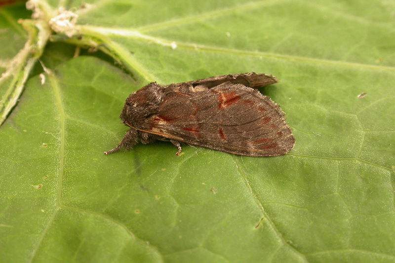 Moth Photo Gallery | Northumberland Moths