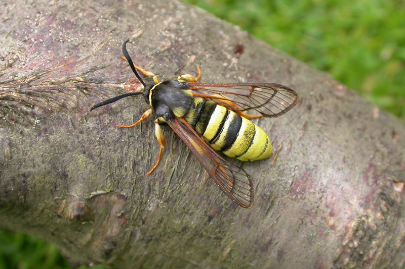 Moth Photo Gallery | Northumberland Moths