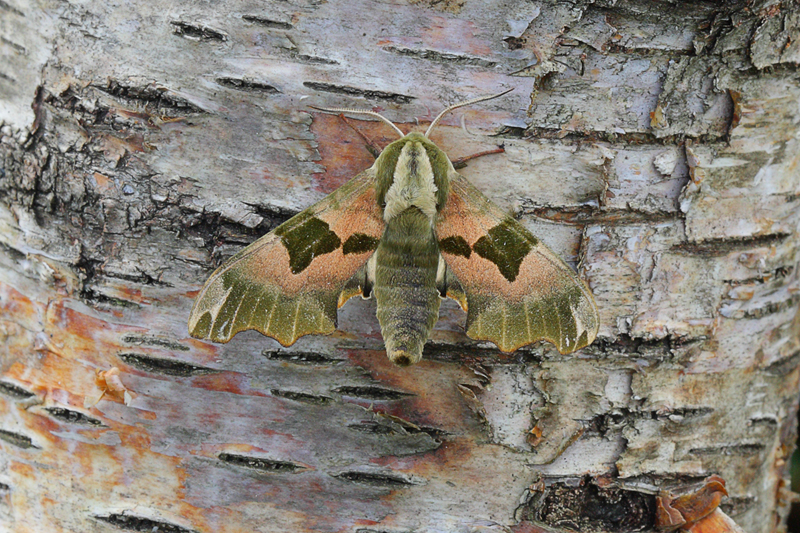 Moth Photo Gallery | Northumberland Moths