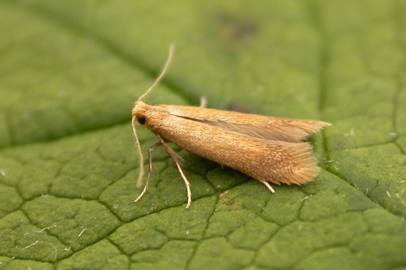 Moth Photo Gallery | Northumberland Moths