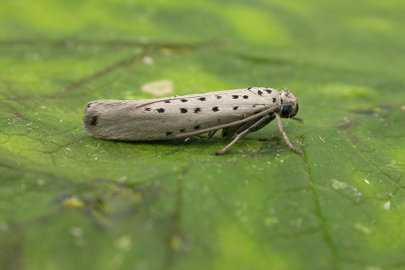 Moth Photo Gallery | Northumberland Moths